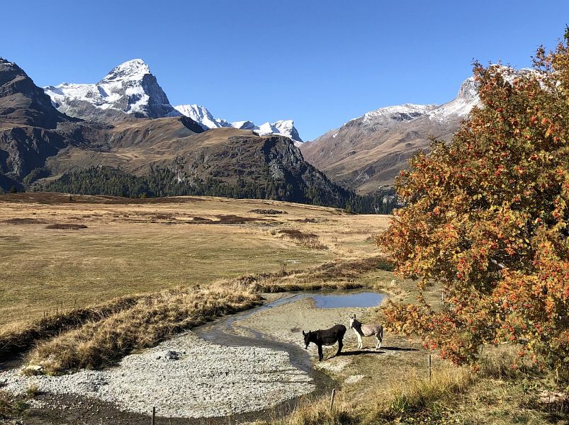 Alp Flix – annelies-on-hike