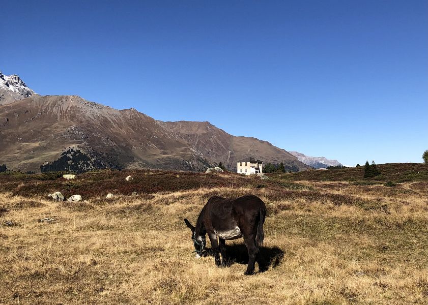 Alp Flix – annelies-on-hike